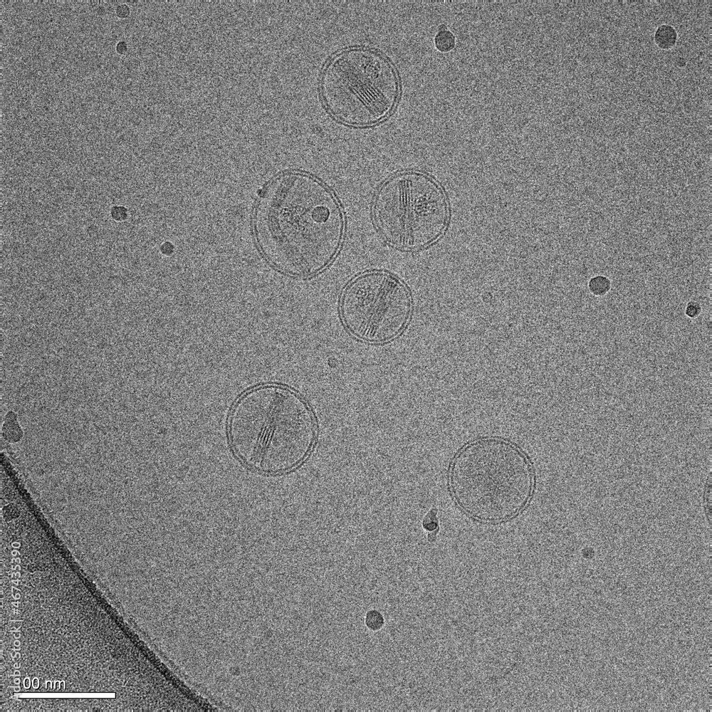 Electron image has scientific value for modern drug delivery strategies ...