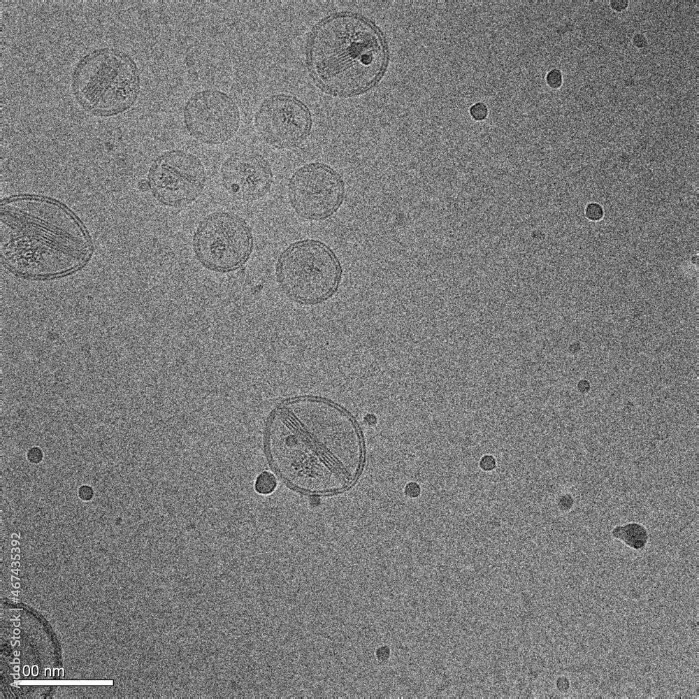 Micrograph With Scientific Value For Modern Drug Delivery Strategies micrograph-with-scientific-value-for-modern-drug-delivery-strategies