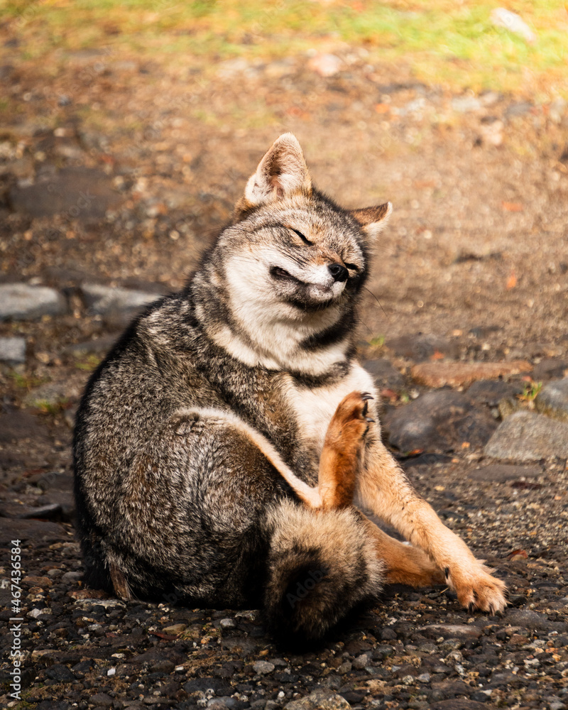 Chilla fox scratching in the alerce andino national park in southern ...