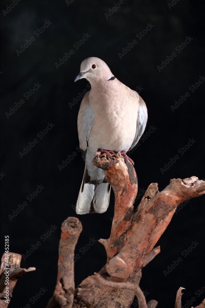studio photograph of a Turkish turtle dove (Streptopelia decaocto ...