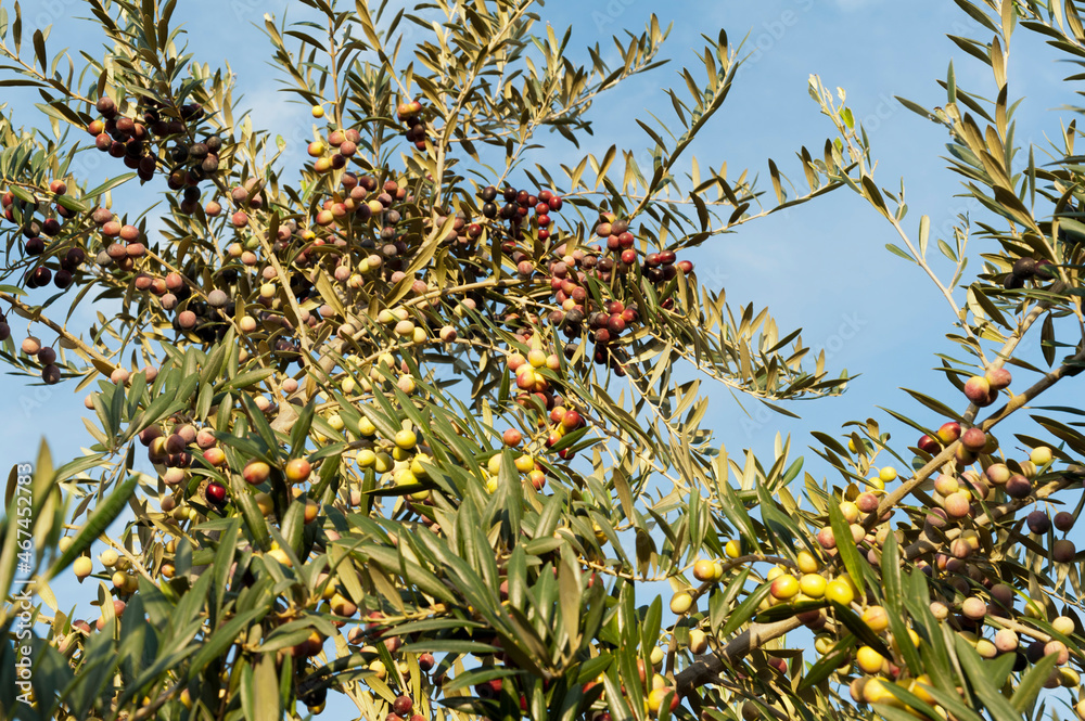 Plantación de olivas. Olivas en fruto. Olivares en flor con aceitunas ...