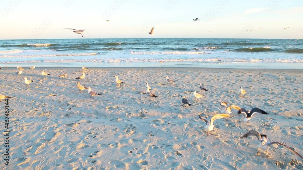 Flock of seagulls birds fighting for feed food during colorful pastel ...
