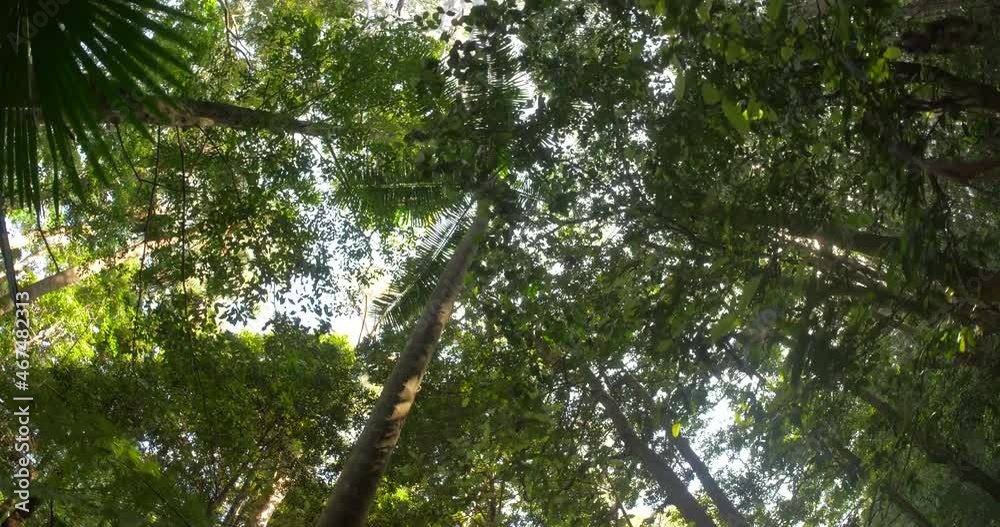 Rainforest jungle tree canopy wilderness natural ecosystem environment ...
