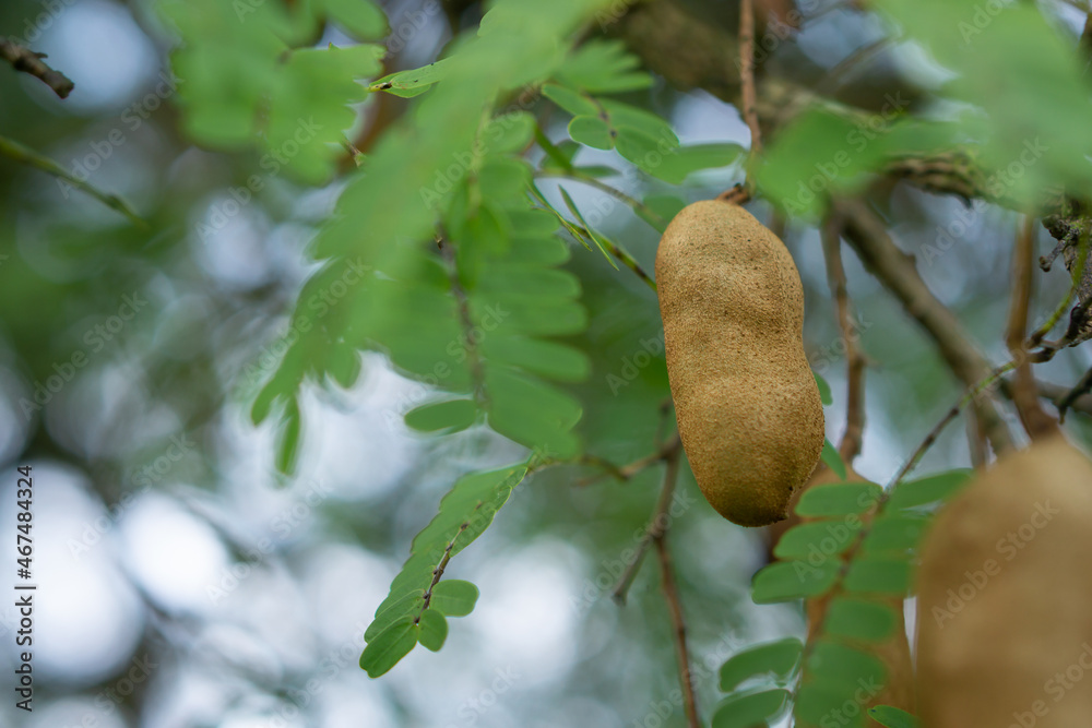 Sweet tamarind and leaf on the tree. Raw tamarind fruit hang on the ...