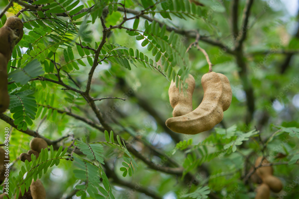 Sweet tamarind and leaf on the tree. Raw tamarind fruit hang on the ...