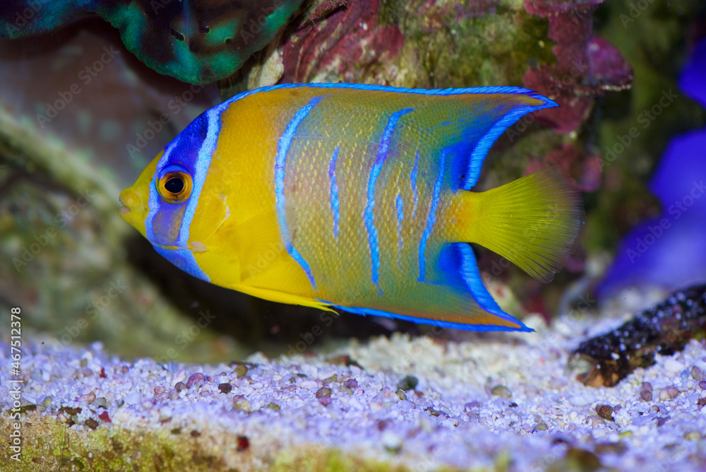 Queen Angelfish Juvenile