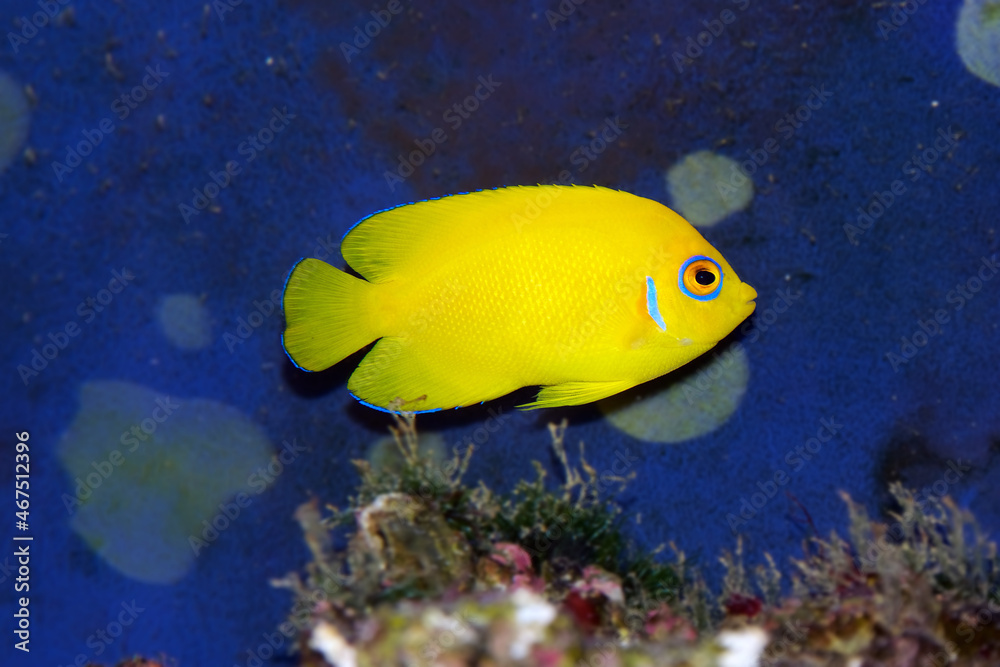 Lemonpeel Angelfish, Centropyge flavissima, is a dwarf, or pygmy ...