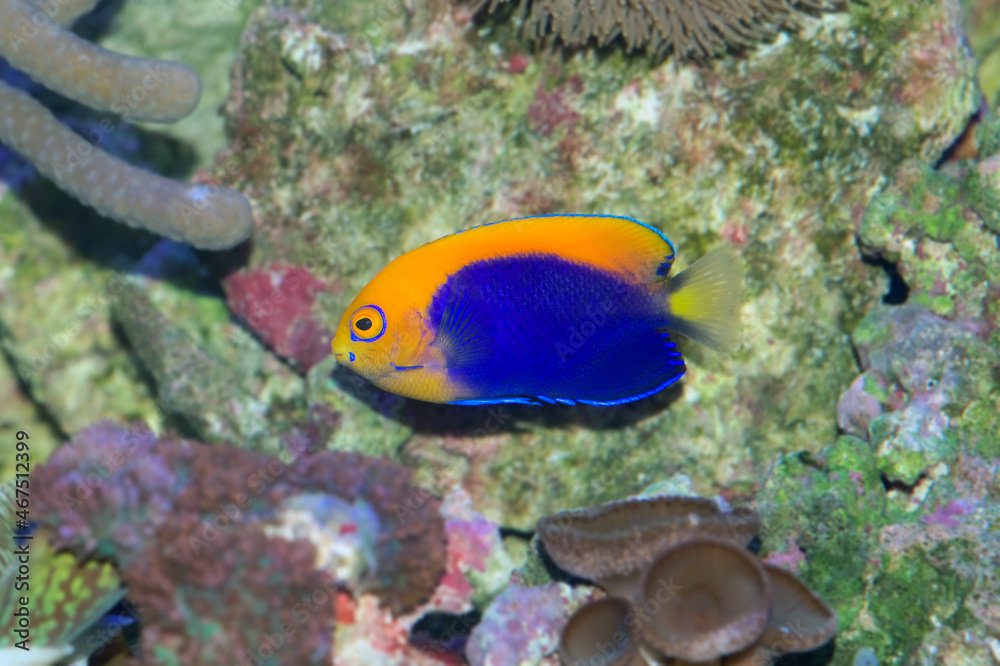 African Flameback Pygmy Angelfish, Centropyge acanthops, a tropical ...
