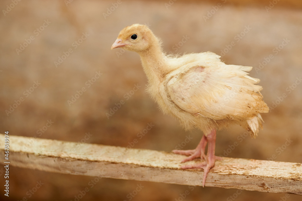 A small yellow turkey chicken sits on a perch on a yellow background ...