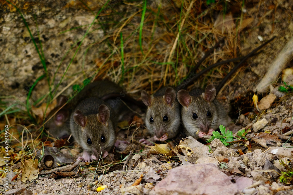 Apodemus sylvaticus or Field Rat is a micromammal of the order of ...