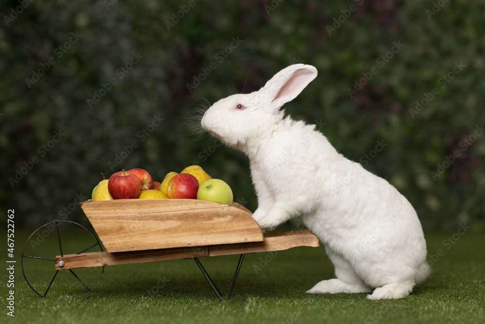 White rabbit and feed. Hare and lots of fruits. The rabbit is carrying ...