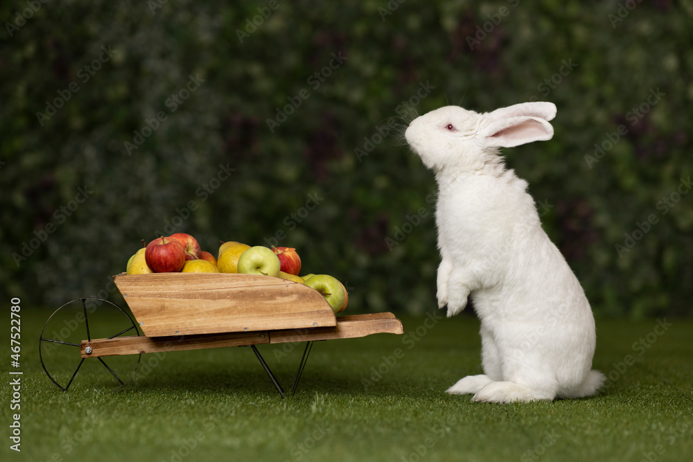 White rabbit and feed. Hare and lots of fruits. The rabbit is carrying ...