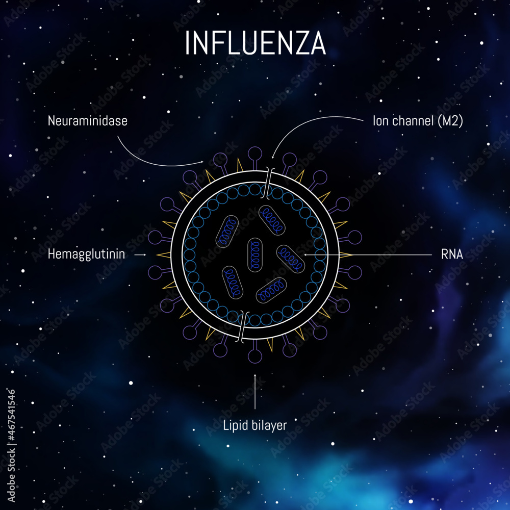 Influenza virus structure with proteins, membrane and RNA. Flu stain ...