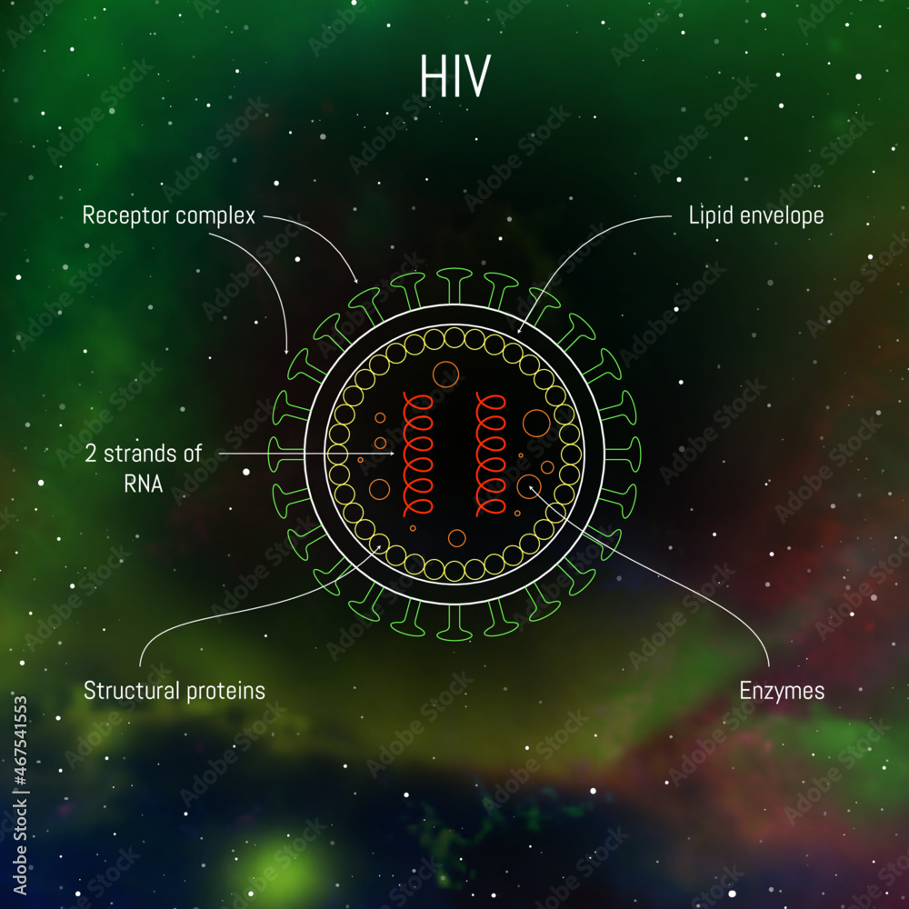 HIV virus structure with proteins, membrane and RNA. Viral stain ...