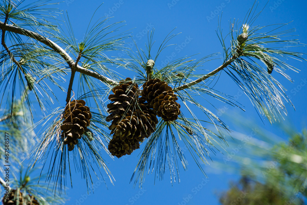 Brown cones and needles of Himalayan pine (Pinus wallichiana)known as ...