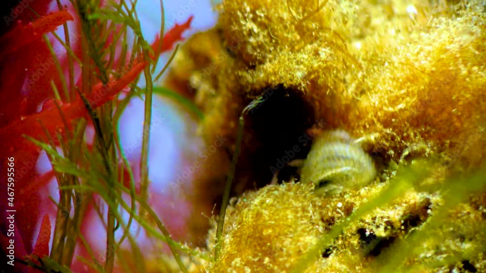 Crustacean Balanus sp. catches plankton among algae, Black Sea Stock ...