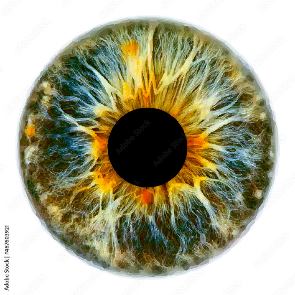 Eye iris pupil vector illustration isolated Stock Vector | Adobe Stock