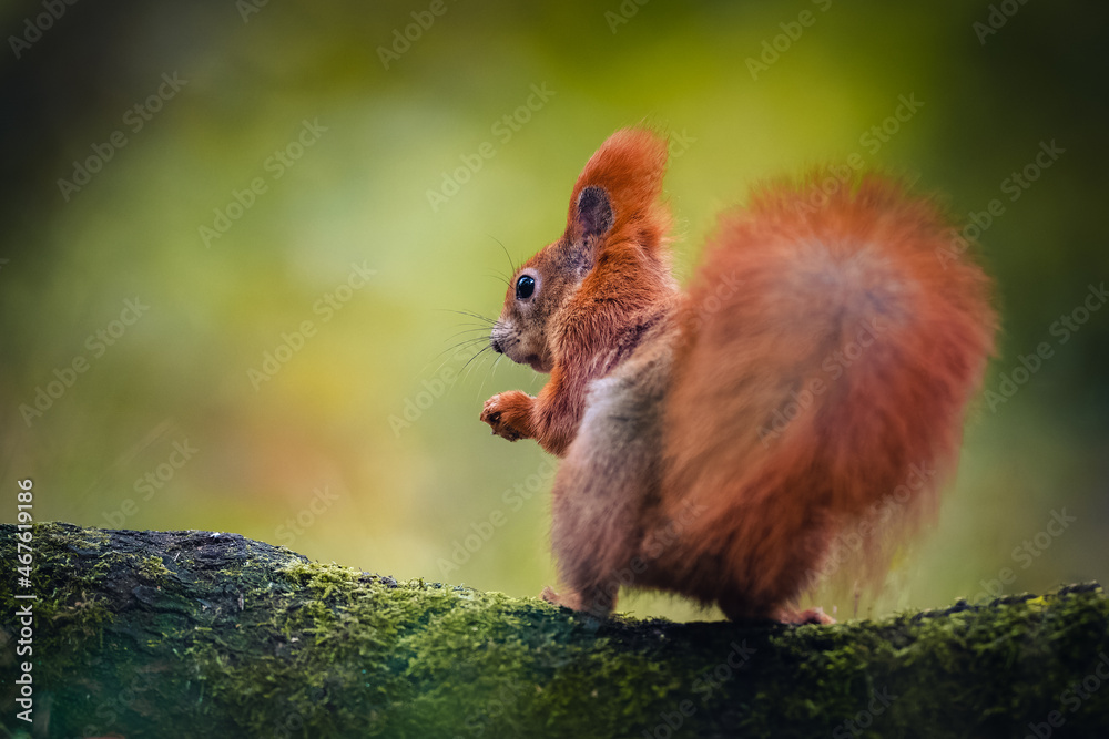 The Eurasian red squirrel (Sciurus vulgaris) sitting on a branch with ...