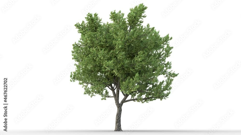Growing trees on a white background 3D animation growth grow from small ...