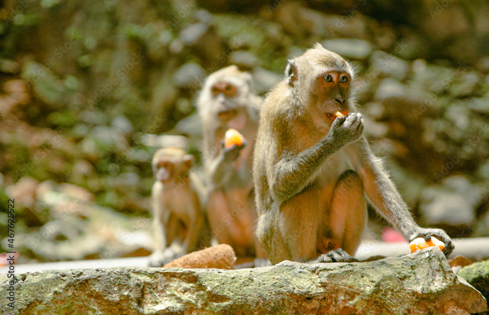 Monkeys taking orange offerings from Tamil Indian man. Smiling monkey ...