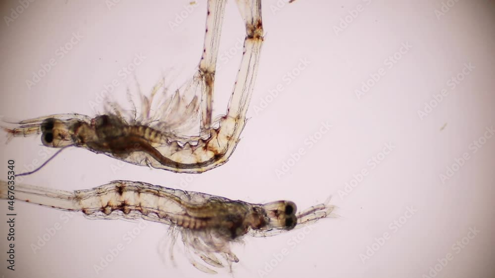 Closeup mysis stage of Vannamei shrimp in light microscope, Shrimp ...