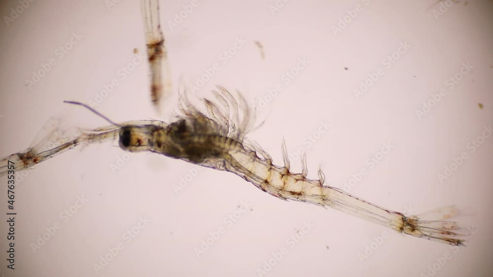 Closeup mysis stage of Vannamei shrimp in light microscope, Shrimp ...