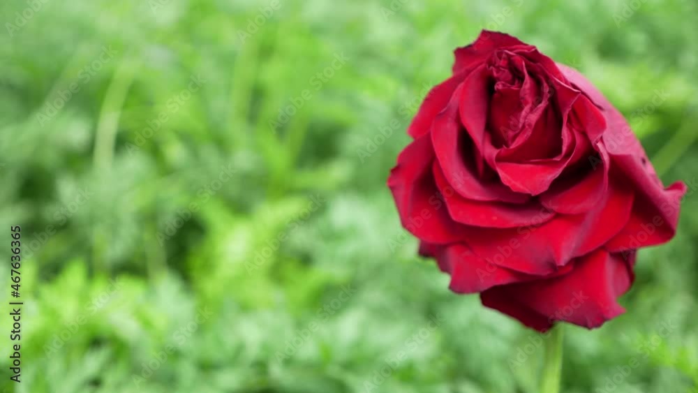 Close-up of a wilted red rose flower in nature. The symbol of ...