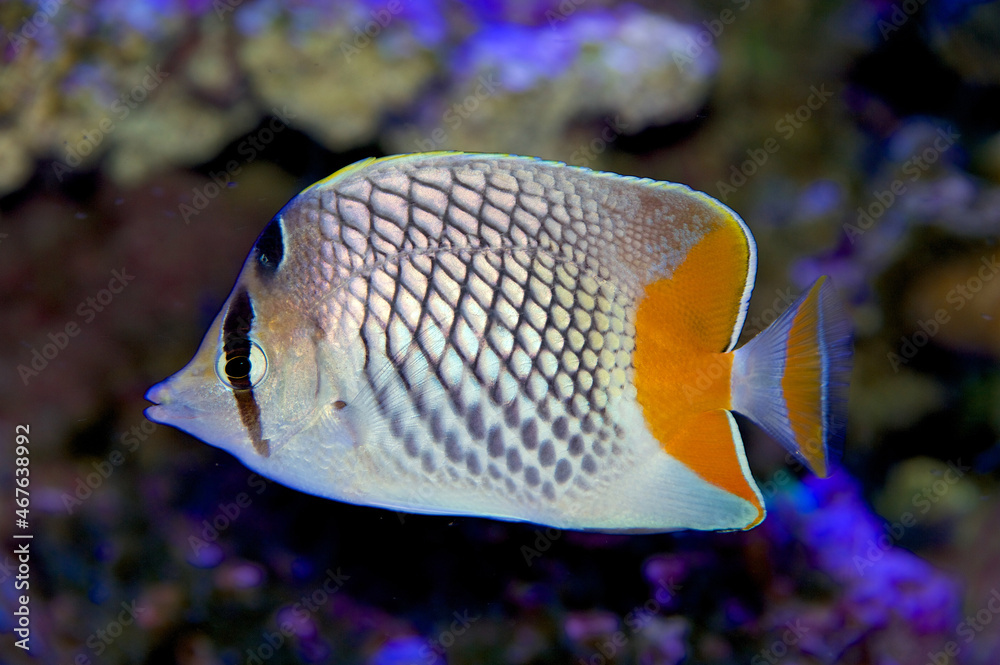 Pearlscale Butterflyfish, Chaetodon xanthurus, also known as the ...