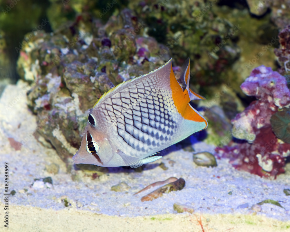 Pearlscale Butterflyfish, Chaetodon xanthurus, also known as the ...
