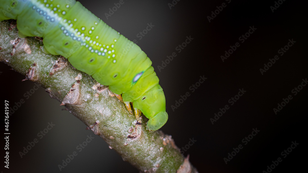 The caterpillars, or Larva, are gnawing or eating the leaves of adenium ...