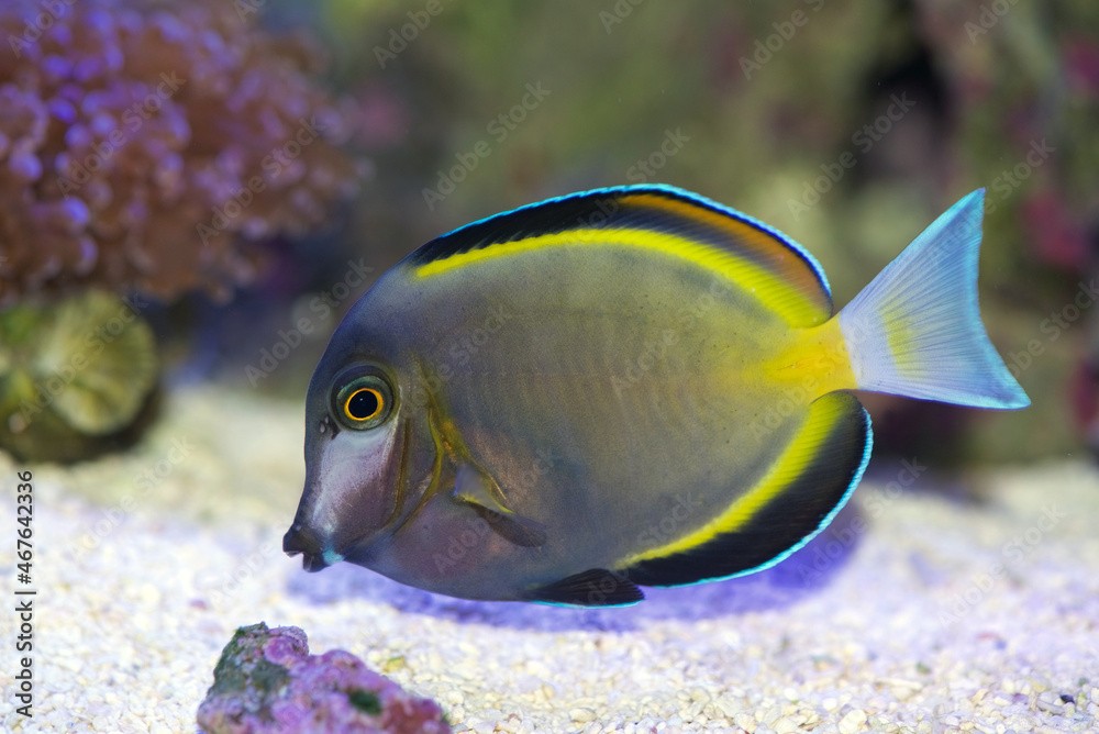 Powder Brown Tang