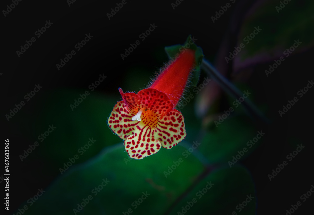 Foto de gros plan d'une fleur en forme de clochette poilue allongée de ...