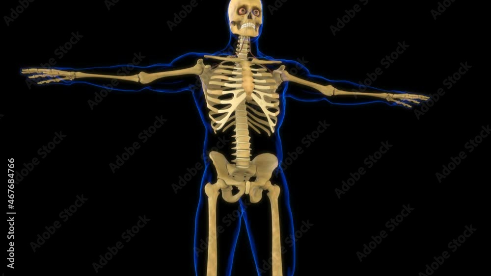 Omohyoideus Muscle Anatomy For Medical Concept 3D Animation Stock ビデオ ...