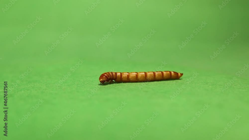 meal worm on green background; larva. superworm isolated; larva stages ...