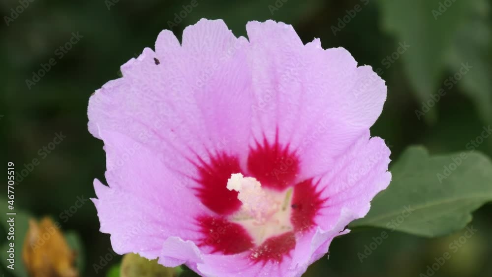 Close up of Mugunghwa Korean flower Rose of Sharon Hibiscus syriacus ...