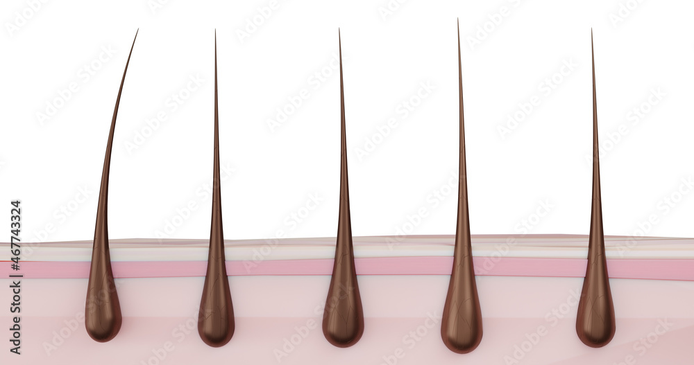 3d render illustration of healthy hair with root, hair follicle at the ...
