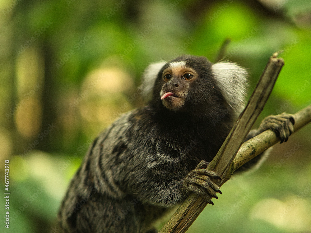 funny capuchin monkey sticking out his tongue Stock Photo | Adobe Stock
