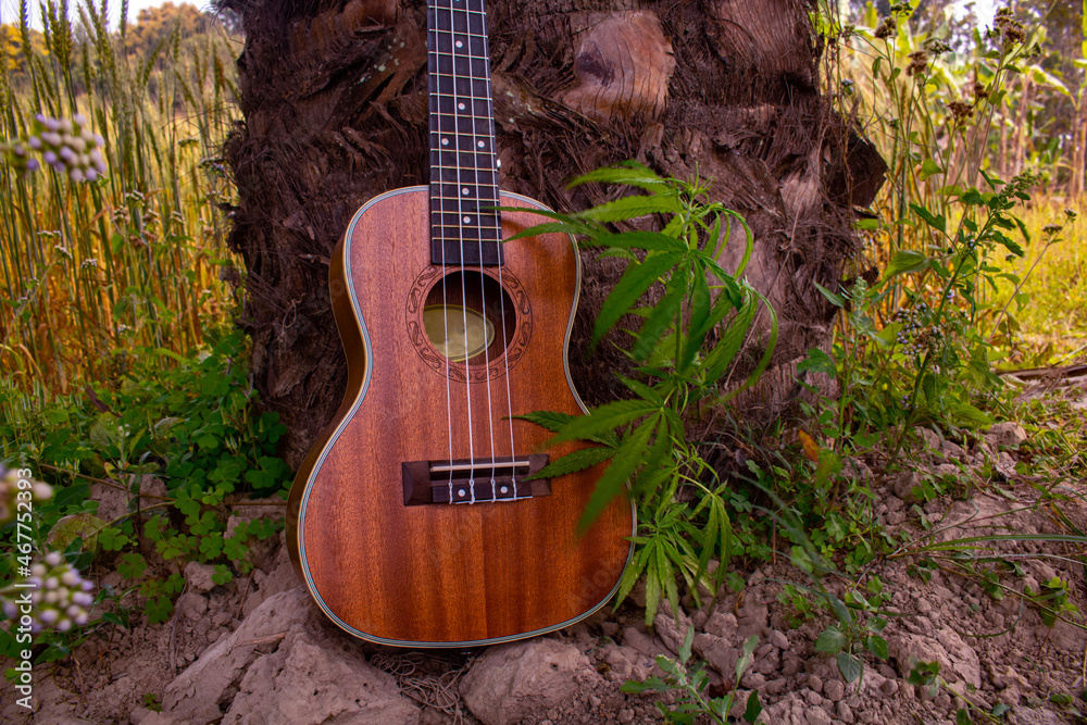 Song with marijuana. Ukulele sings songs with nature. Green leaves of ...