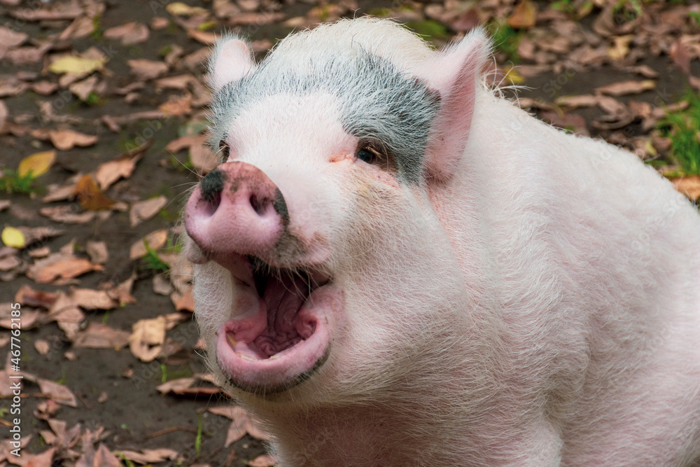 Cara de cerdo, lechón, puerco rosa con trompa u hocico abierto Stock ...