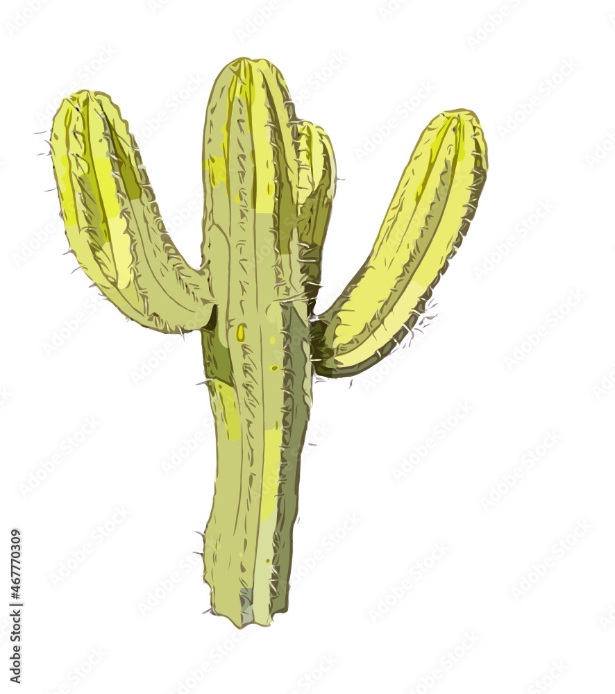 Kaktus Illustration Stock Vector | Adobe Stock