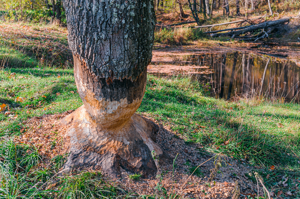 Tree trunk gnawed by European beaver. Huge damaged oak with beaver ...