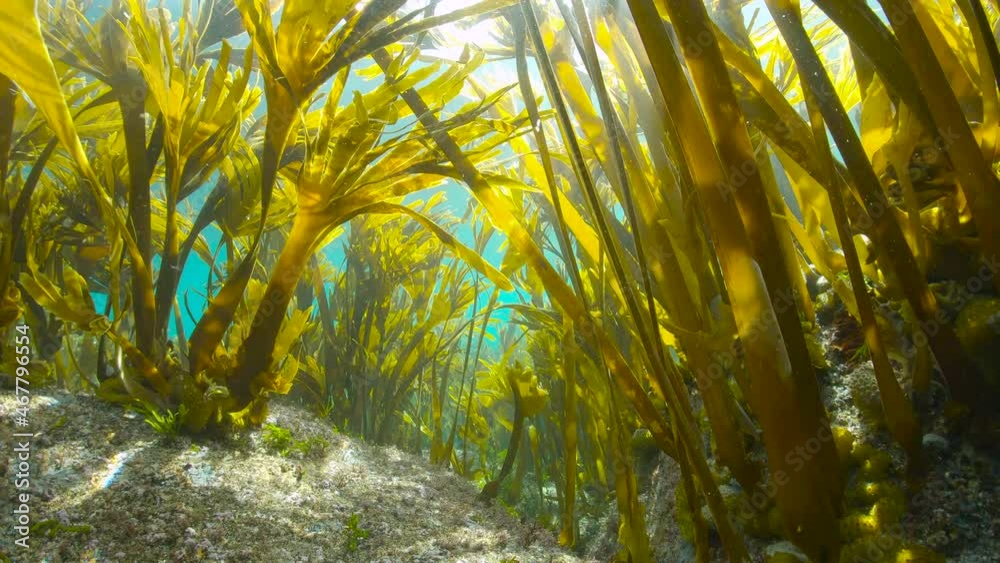 Kelp forest underwater in the Atlantic ocean (algae seaweeds Furbellow ...