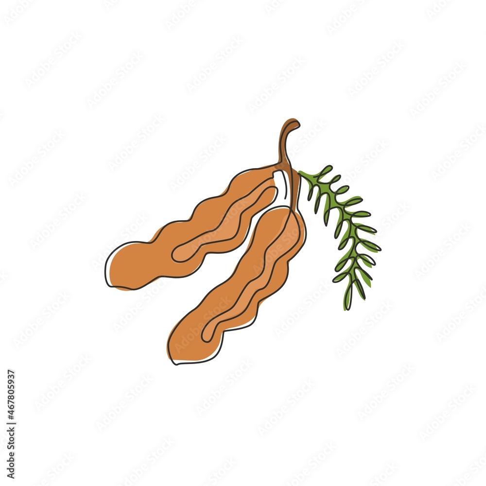 Single continuous line drawing of whole healthy organic tamarind for ...