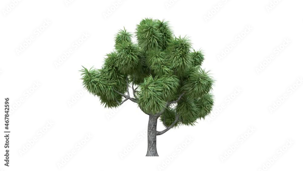 Vidéo Stock Growing trees on a white background 3D animation growth ...