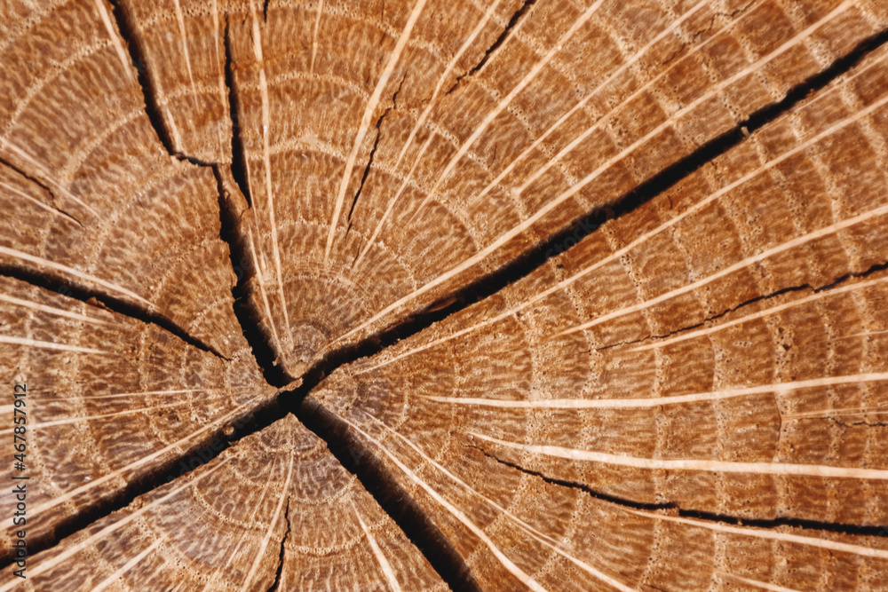 Wooden beautiful texture of the cut trunk. The felled round tree is ...