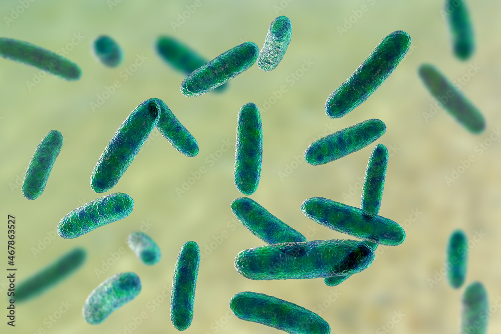 Bacteria Citrobacter, Gram-negative coliform bacteria from ...