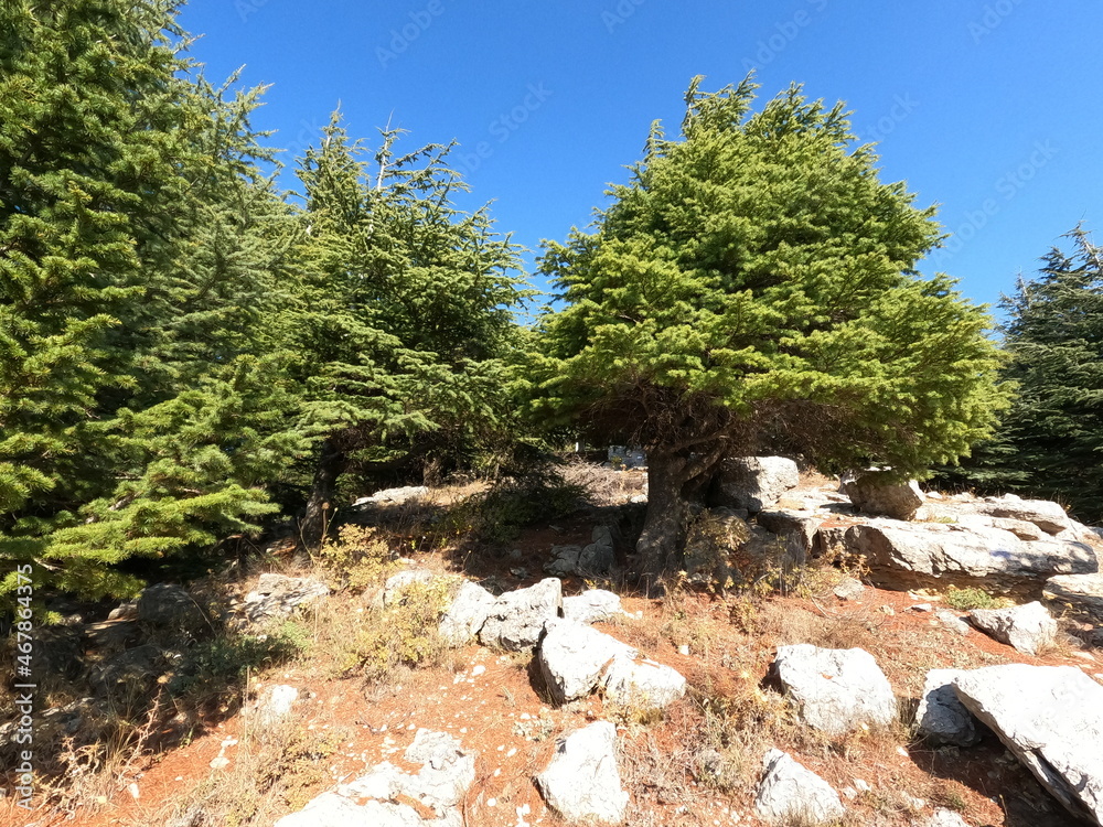 Foto de Beautiful forest landscape. Trees in the mountains. Calm and ...
