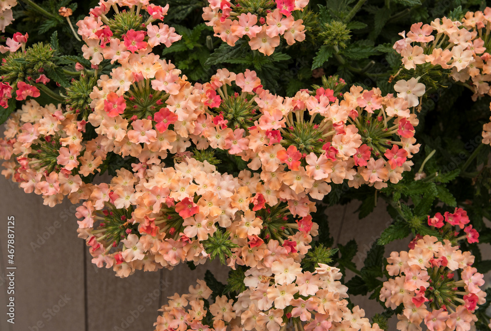 Verbena peruviana 'Venturi Peach' Stock Photo | Adobe Stock