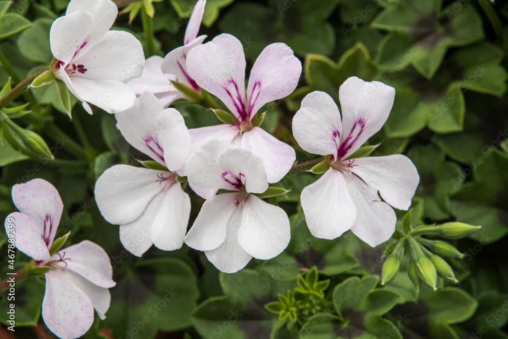 Pelargonium peltatum 'Villetta White' Stock Photo | Adobe Stock