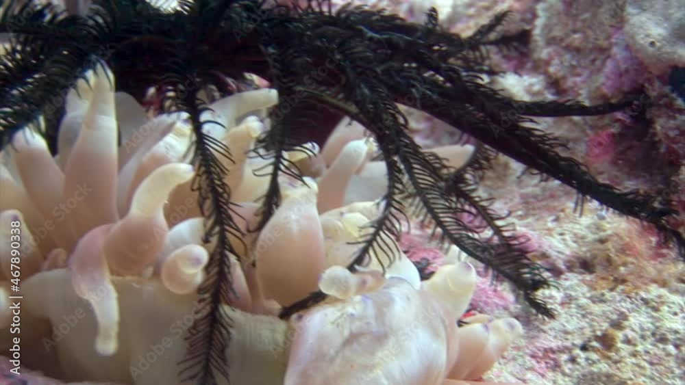 Sea lily on background red corals underwater in Red Seas. Swimming in ...